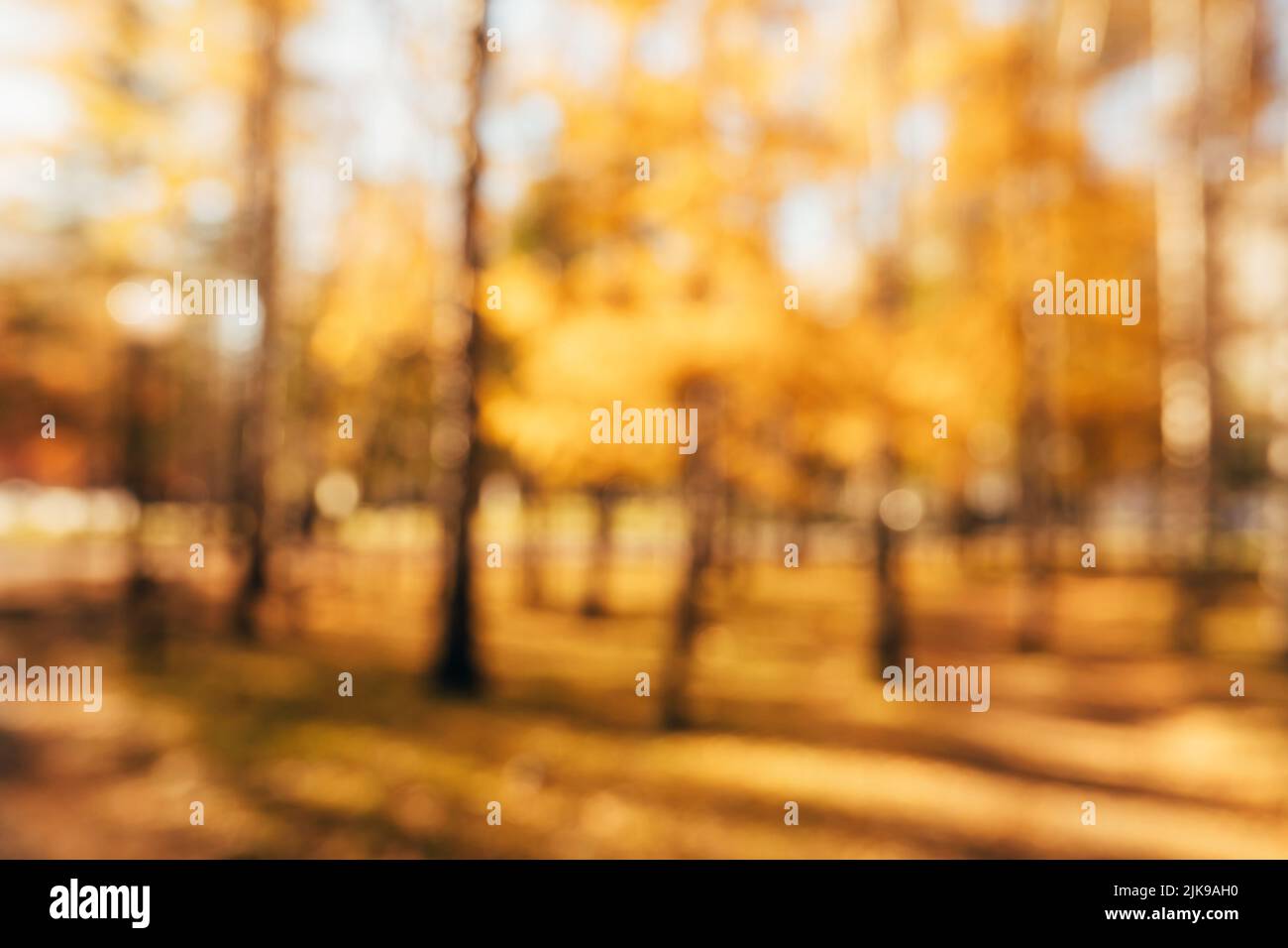 autumn trees out of focus, natural bokeh background Stock Photo - Alamy