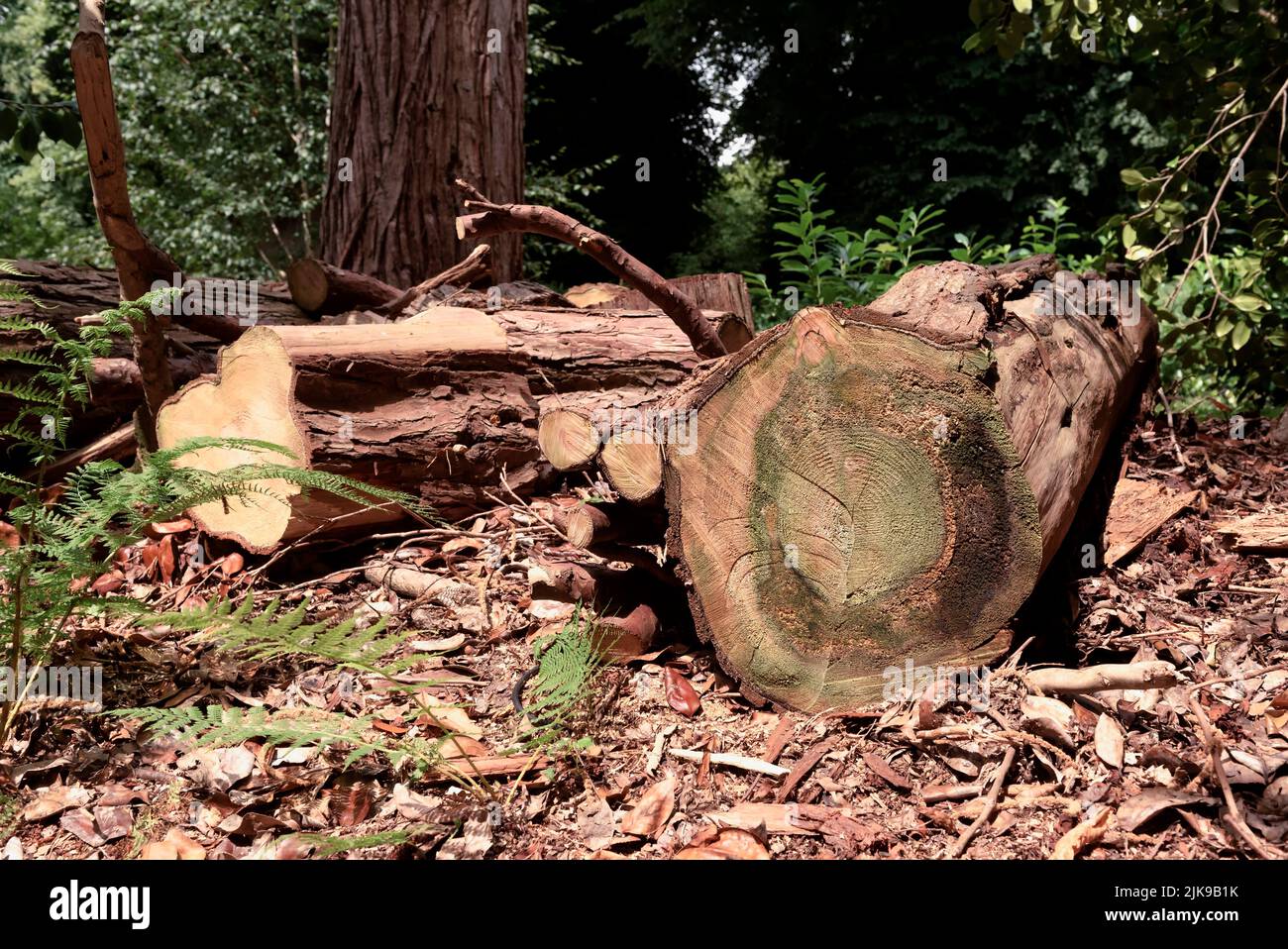 Fallen log logs hi-res stock photography and images - Alamy