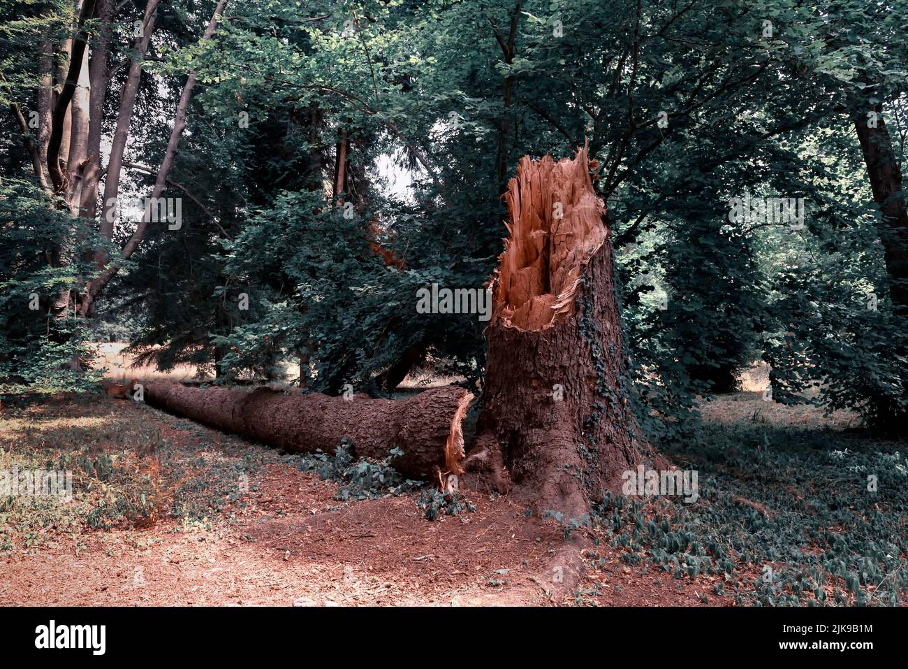 Broken tree stump in the woods Stock Photo - Alamy