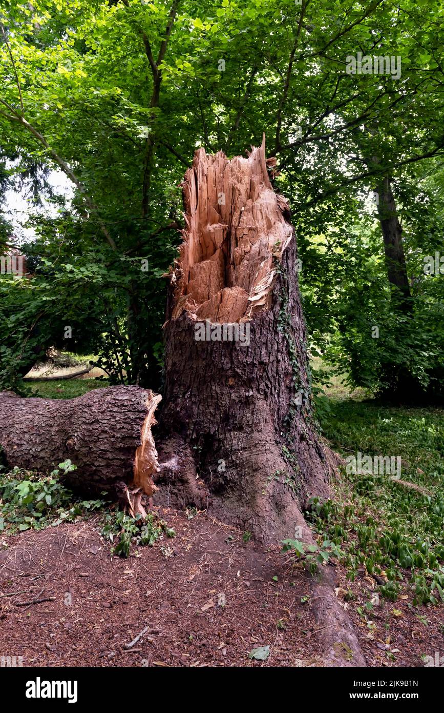 Broken tree stump in the woods Stock Photo - Alamy