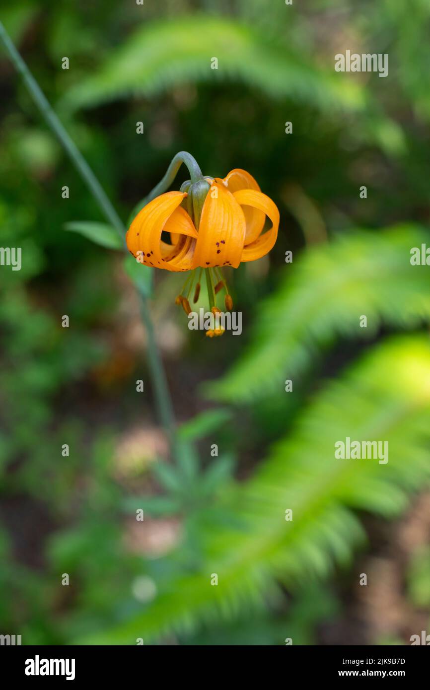 Oregon Lily (Lilium Columbianum) in the Cascade Mountains of Oregon ...