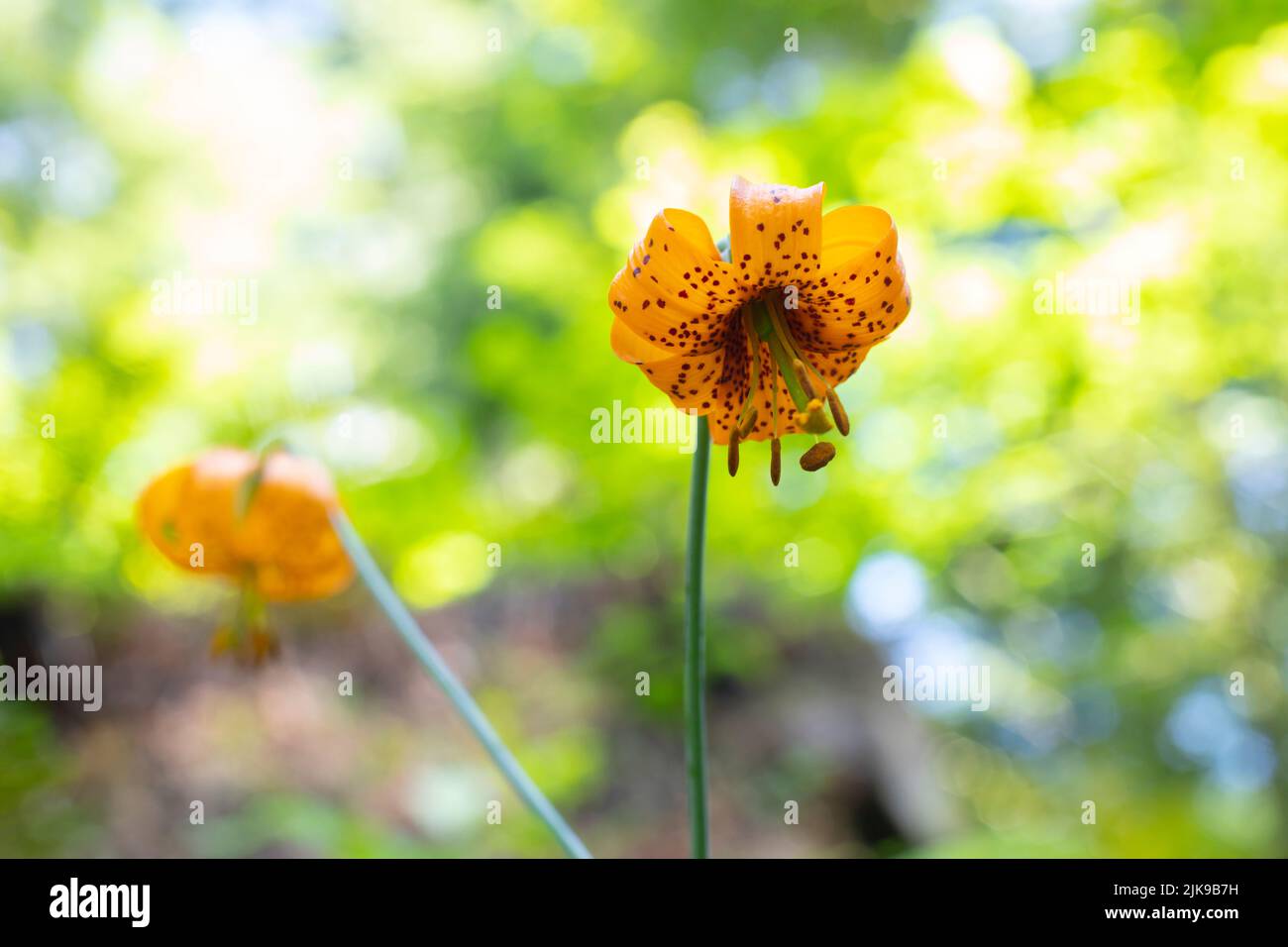 Oregon Lily (Lilium Columbianum) in the Cascade Mountains of Oregon ...