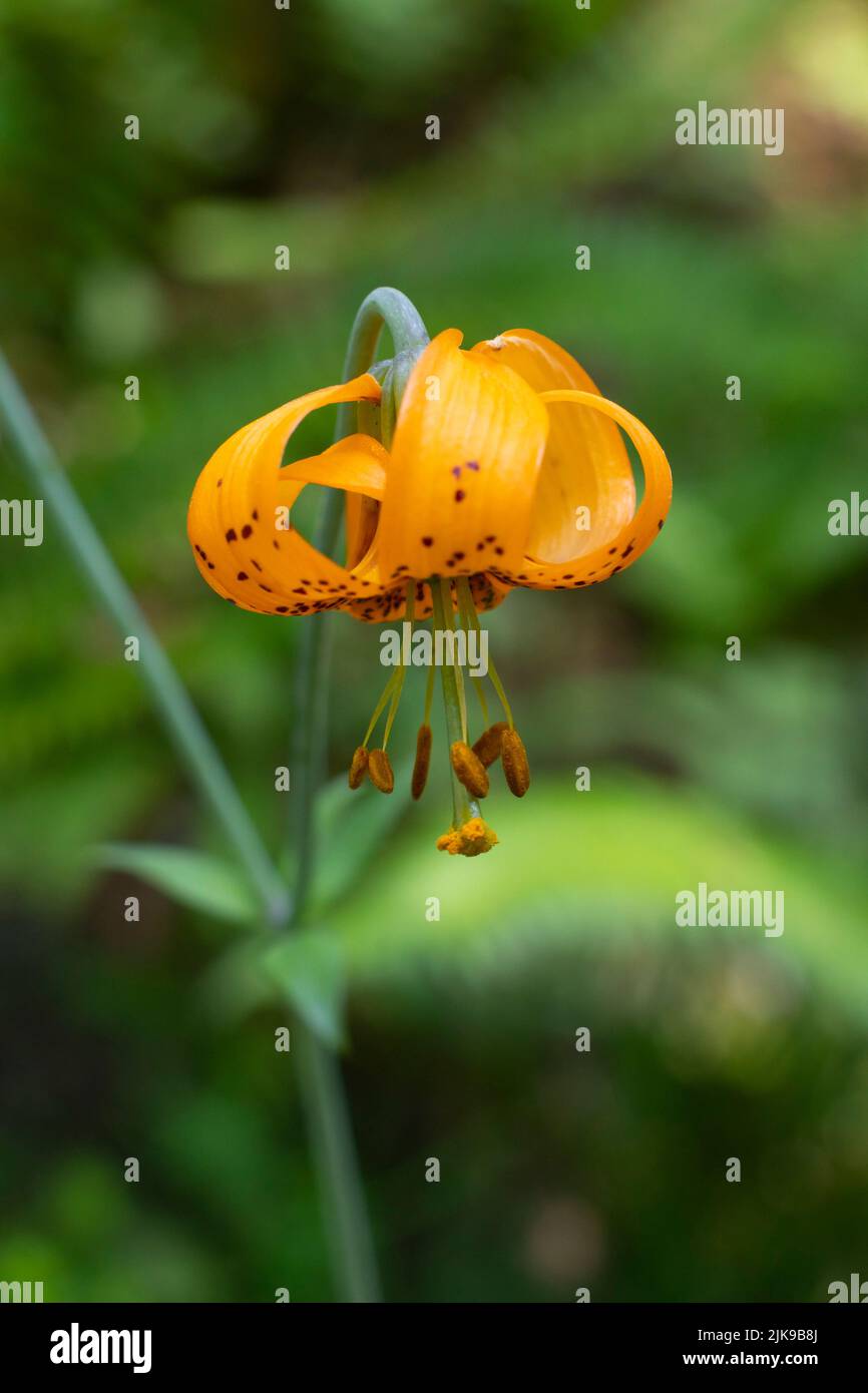 Oregon Lily (Lilium Columbianum) in the Cascade Mountains of Oregon ...