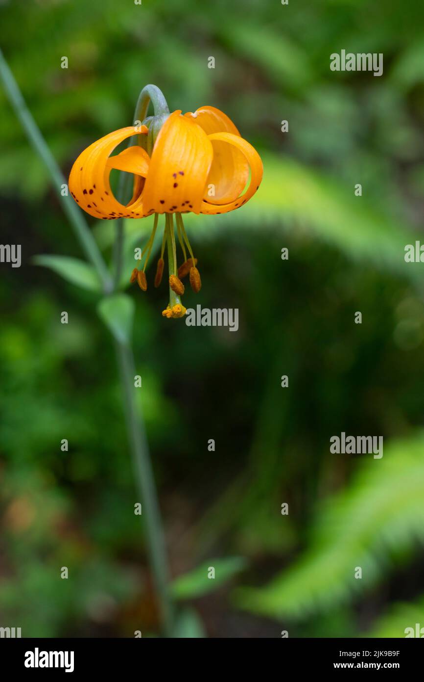 Oregon Lily (Lilium Columbianum) in the Cascade Mountains of Oregon ...