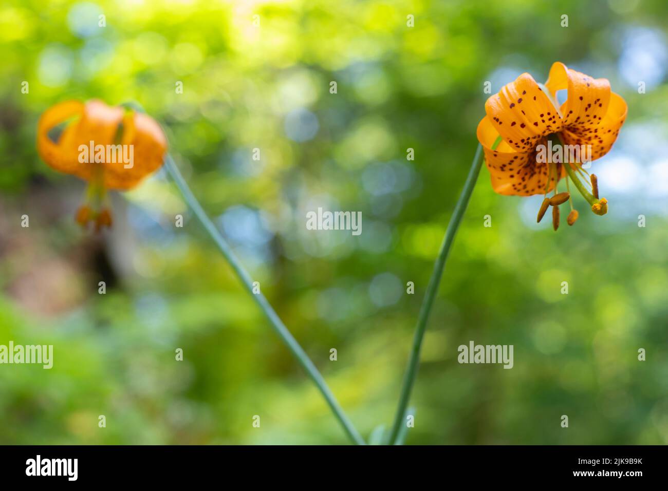 Oregon Lily (Lilium Columbianum) in the Cascade Mountains of Oregon ...