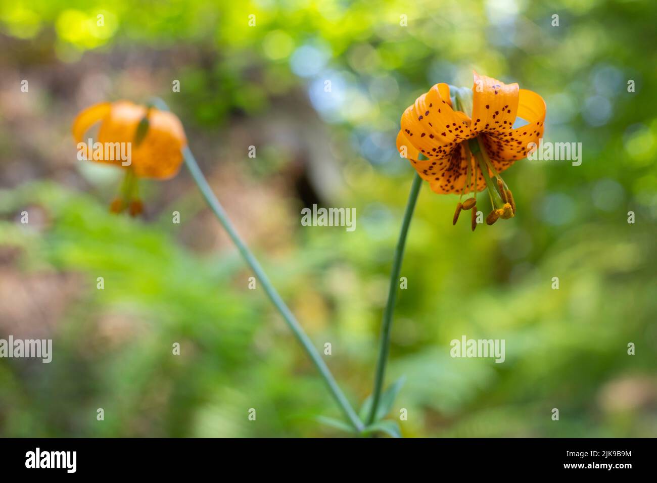 Oregon Lily (Lilium Columbianum) in the Cascade Mountains of Oregon ...