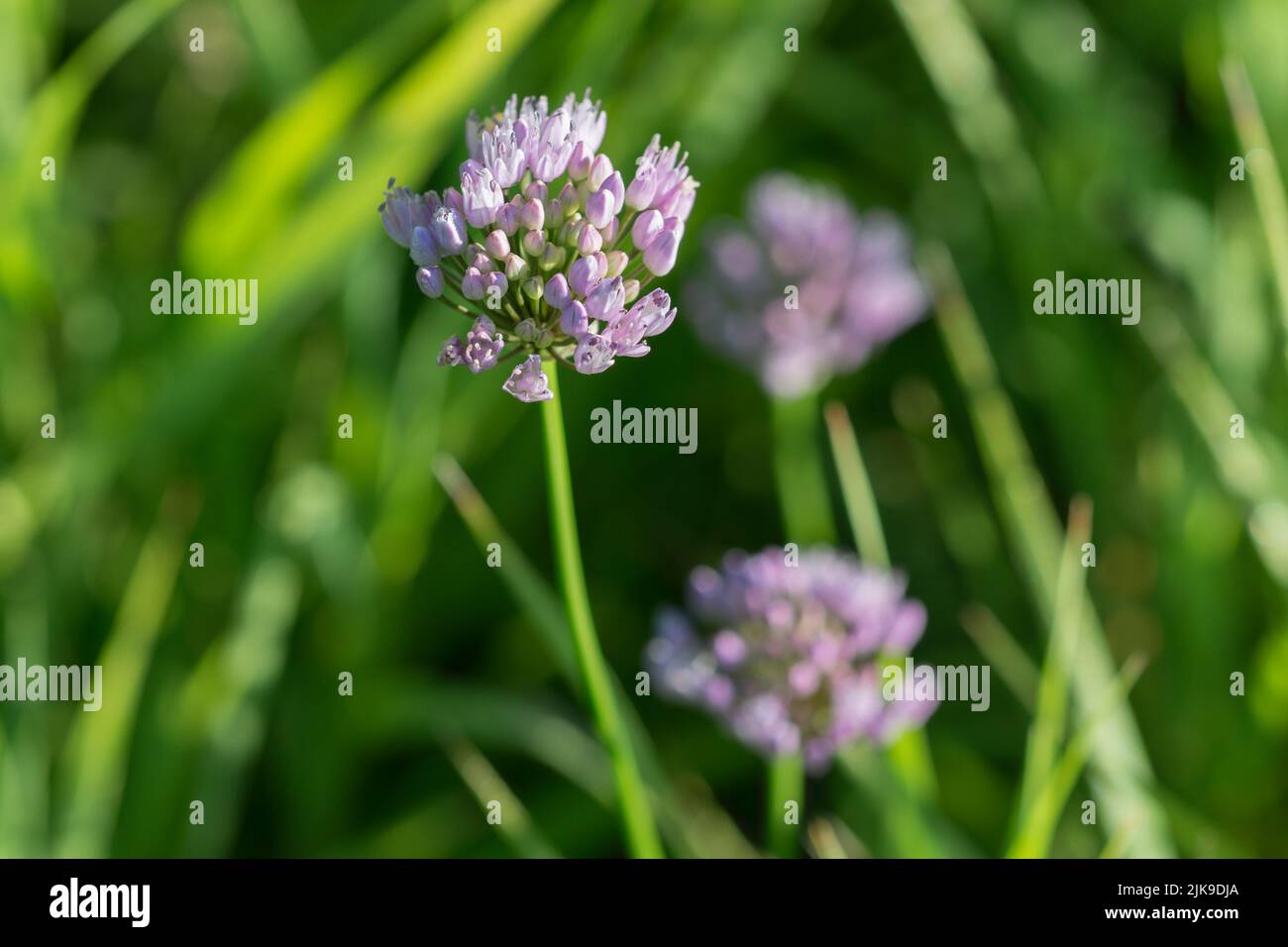Allium angulosum, mouse garlic pink flowers closeup selective focus ...