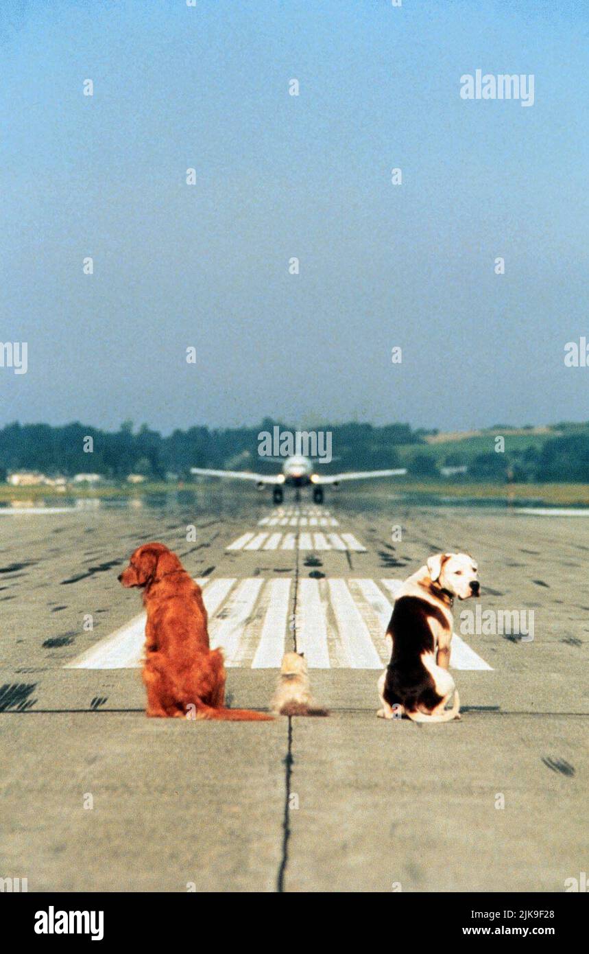 Homeward Bound Chance What Kind Of Dog