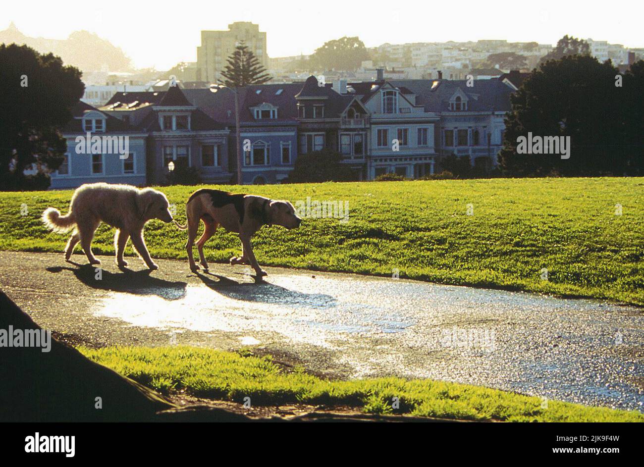 Homeward bound chance hi-res stock photography and images - Alamy