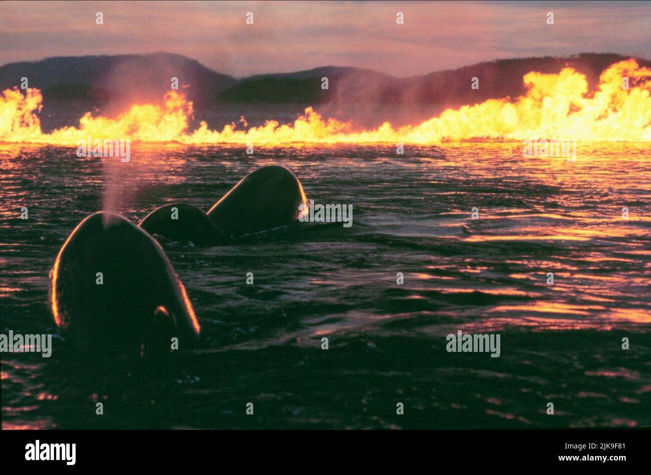 Whales Trapped By Fire Film Free Willy 2: The Adventure Home (USA/FR ...