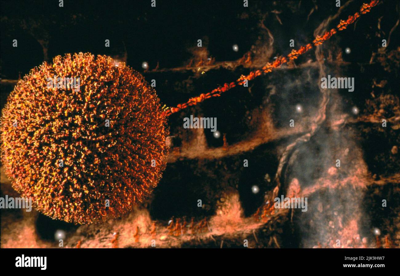 General Scene Film Antz (1998) Director: Eric Darnell & Tim Johnson 19 ...