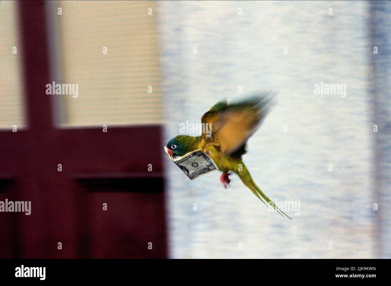 Paulie parrot hi-res stock photography and images - Alamy