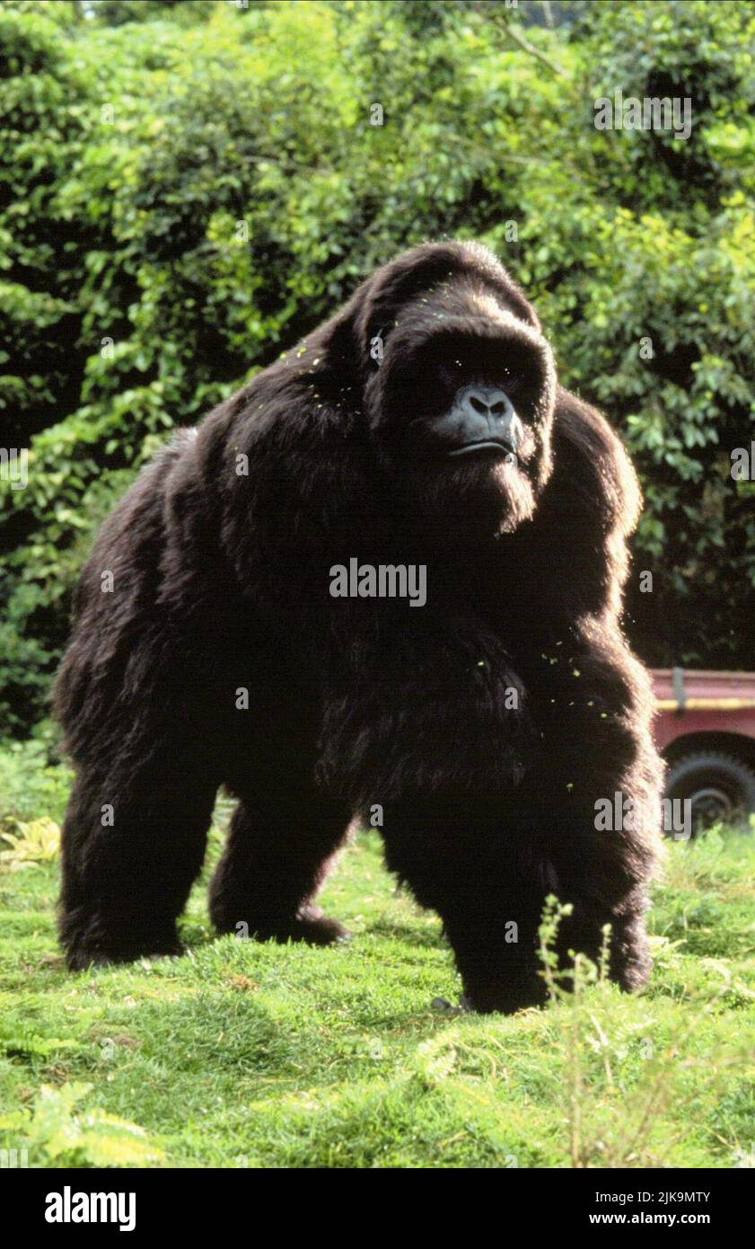 Gorilla Film Mighty Joe Young (USA 1998) Director: Ron Underwood 25 ...