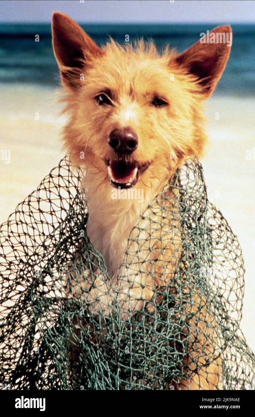 Why Did Zeus The Dog Die