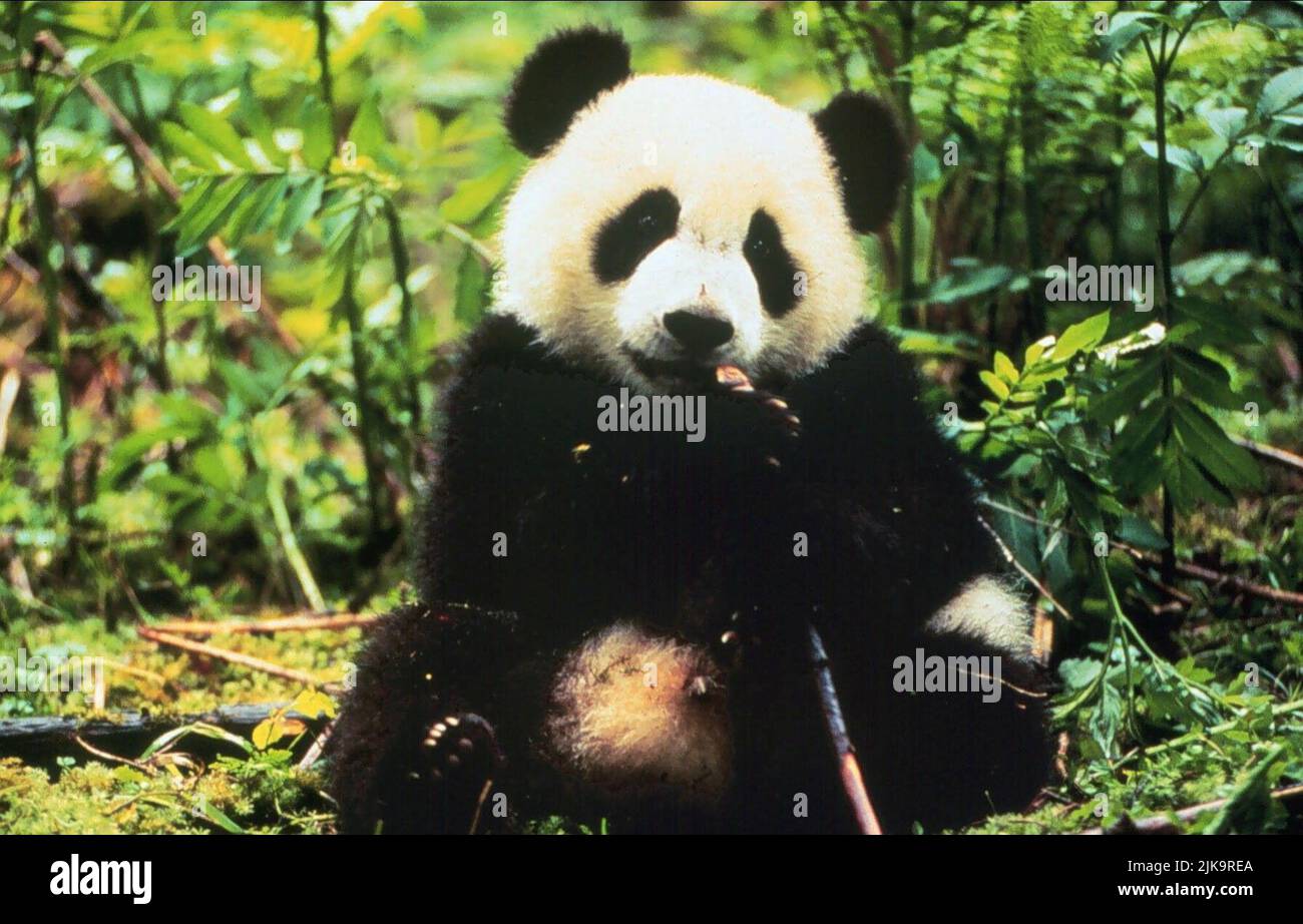 Panda Bear Film The Amazing Panda Adventure (1995) Director ...