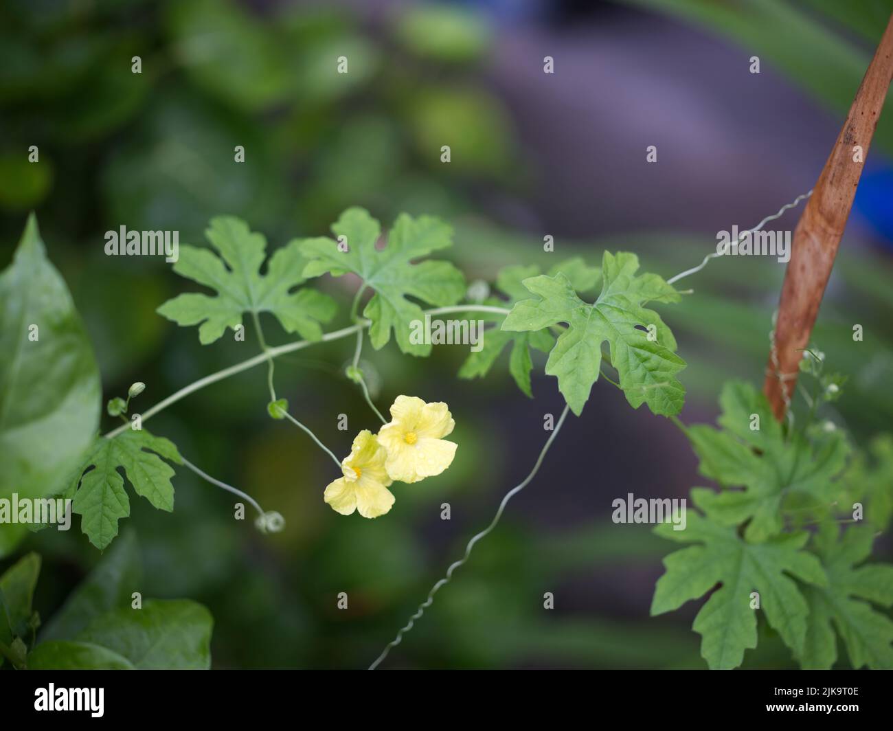 Bitter gourd flower and green leaves with water drops in garden Stock ...