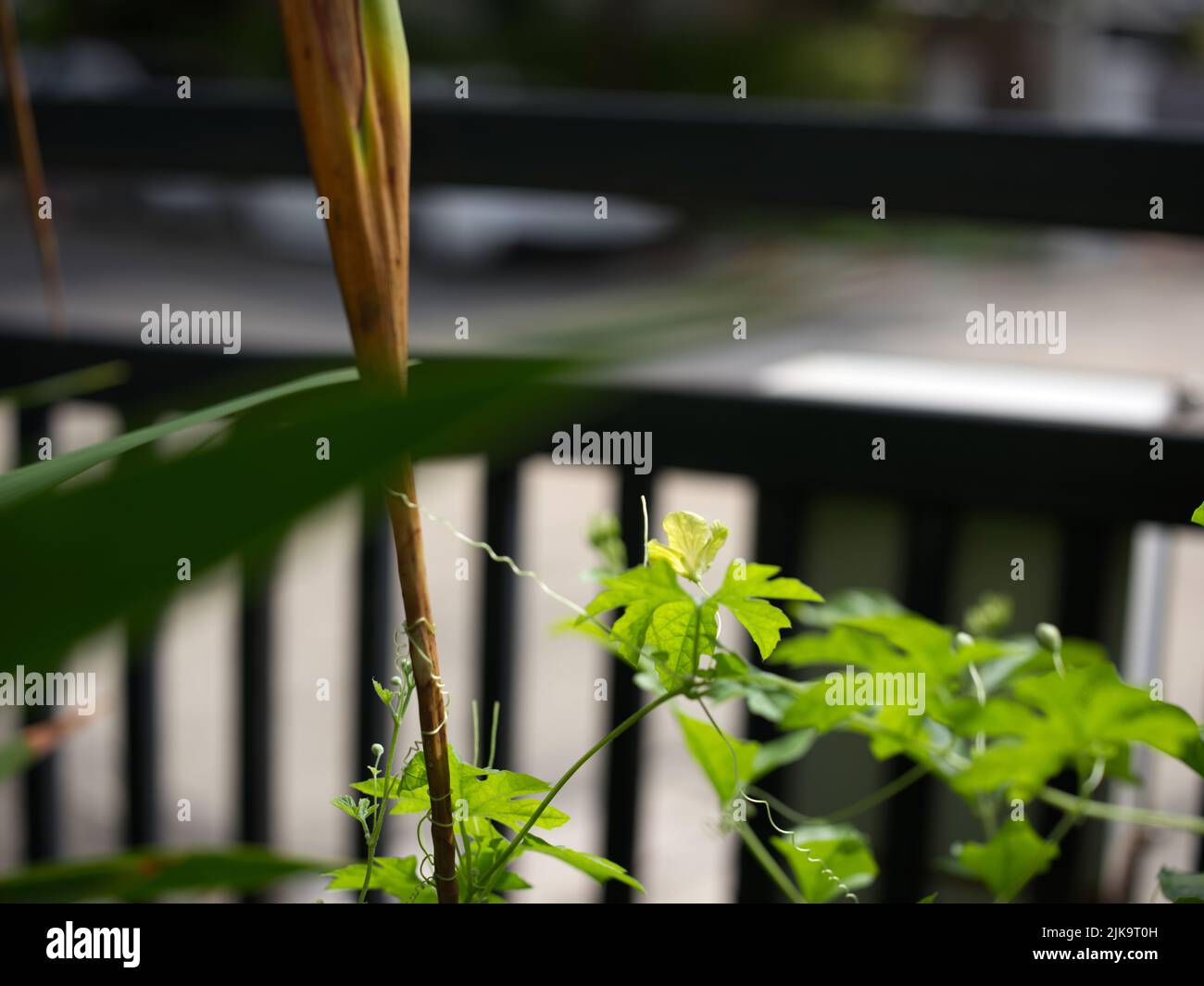 Bitter gourd flower and green leaves with water drops in garden Stock ...