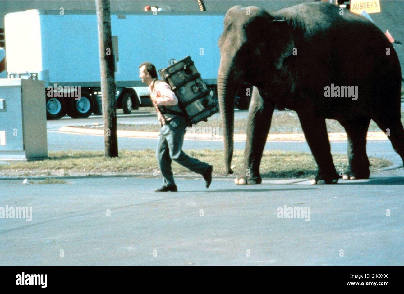Bill Murray & Elephant Film Larger Than Life (1996) Characters: Jack ...