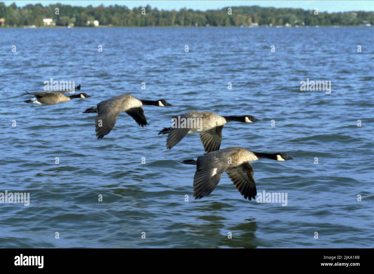 Geese Film Fly Away Home (1996) Director: Carroll Ballard 05 September ...
