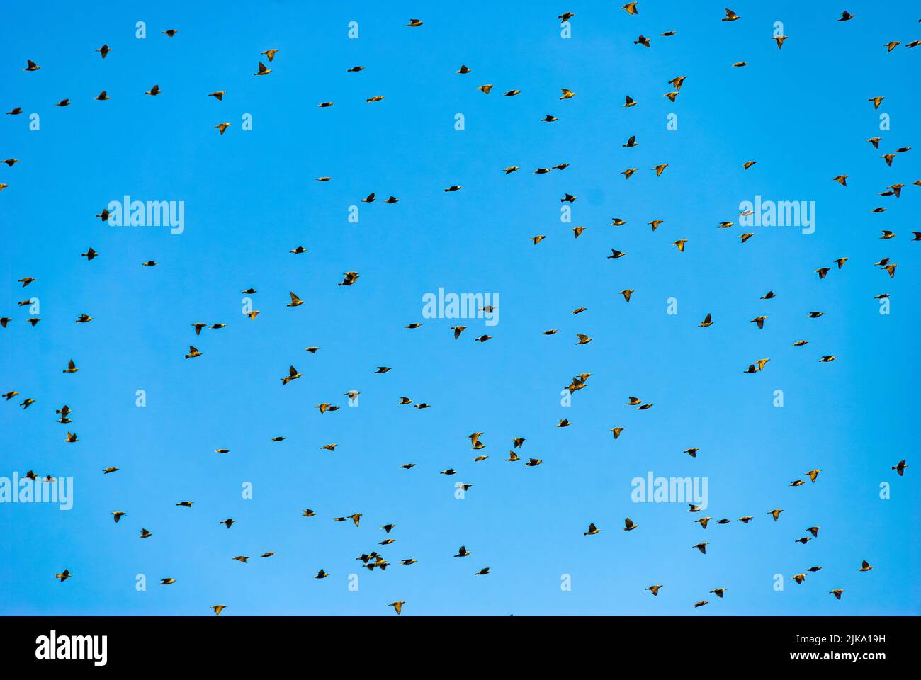 A flock of Common Flickers in the hundreds flies overhead Stock Photo ...