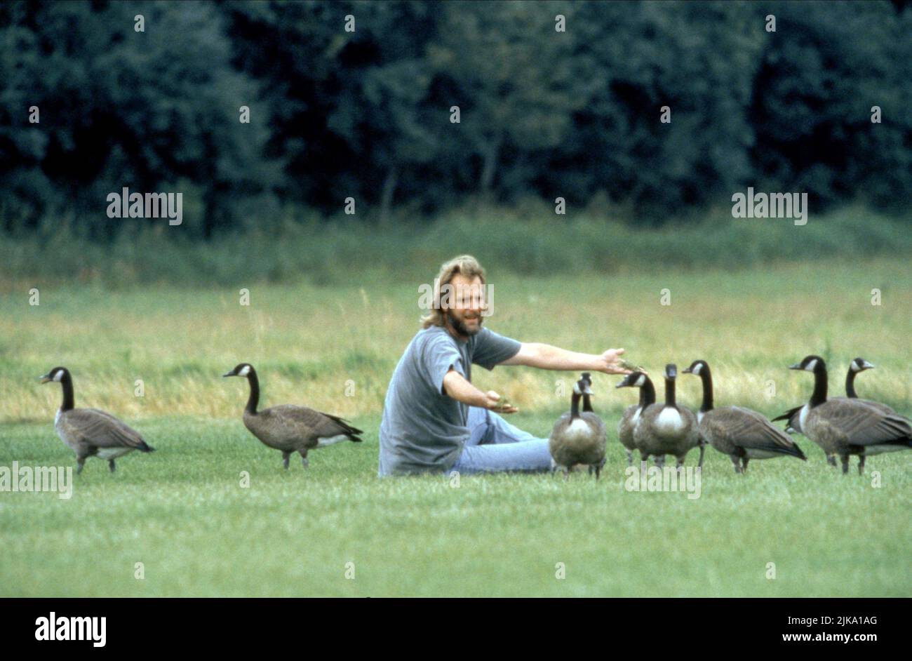 Jeff Daniels & Geese Film Fly Away Home (1996) Characters: Thomas "Tom ...
