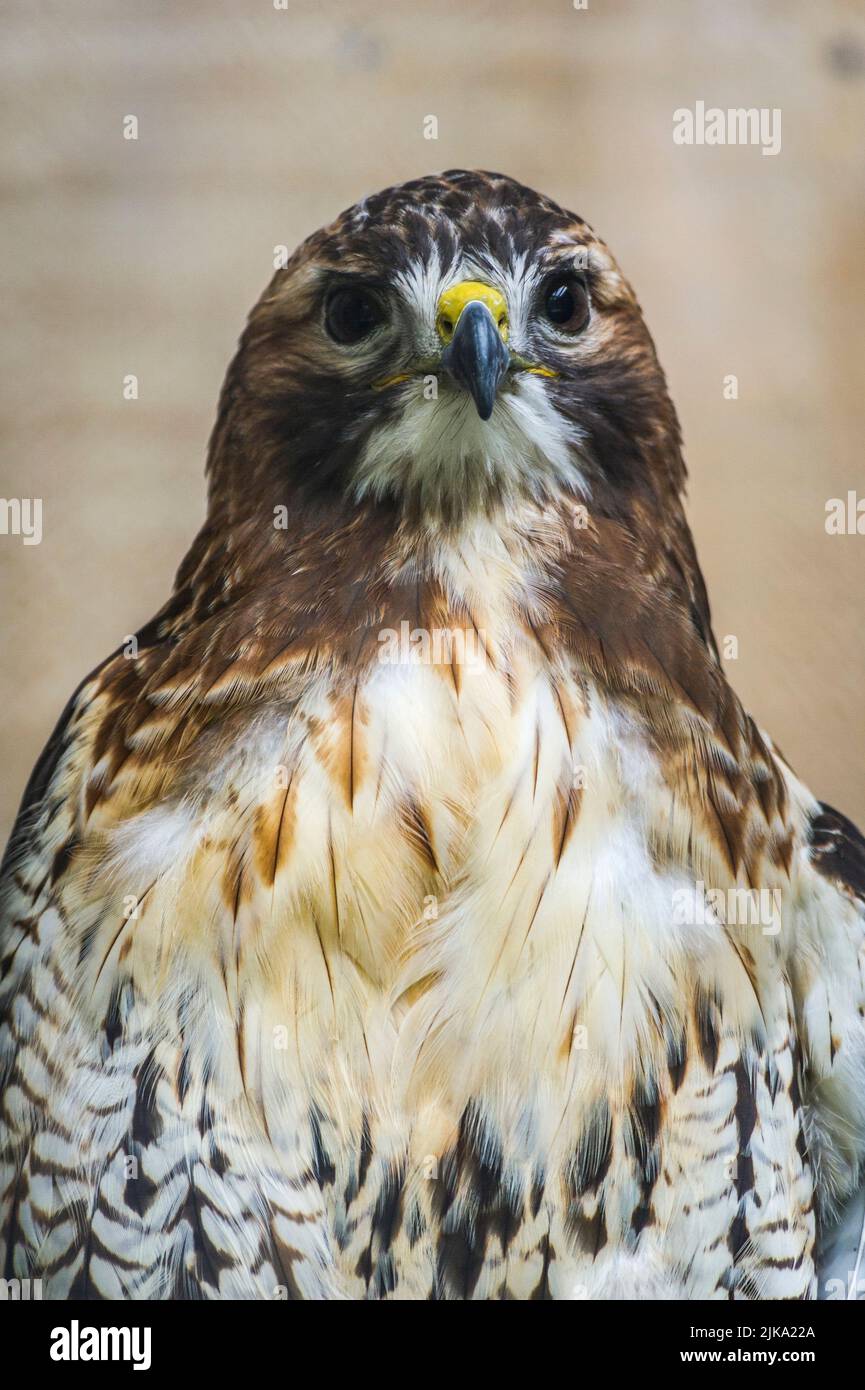 Gyrfalcon (Falco rusticolus Stock Photo - Alamy
