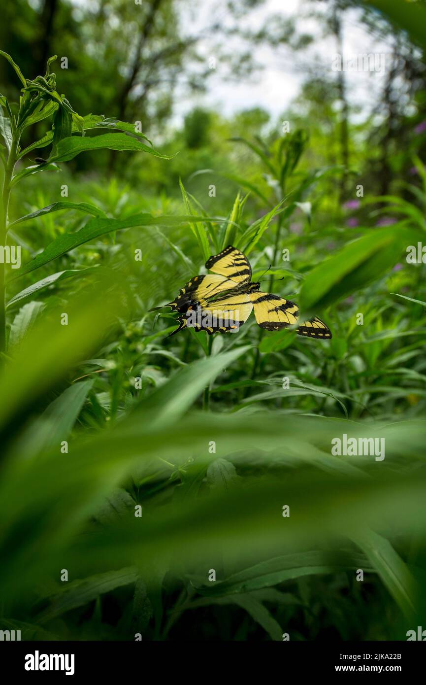 Canadian tiger swallowtail butterfly (Papilio canadensis) flying over ...