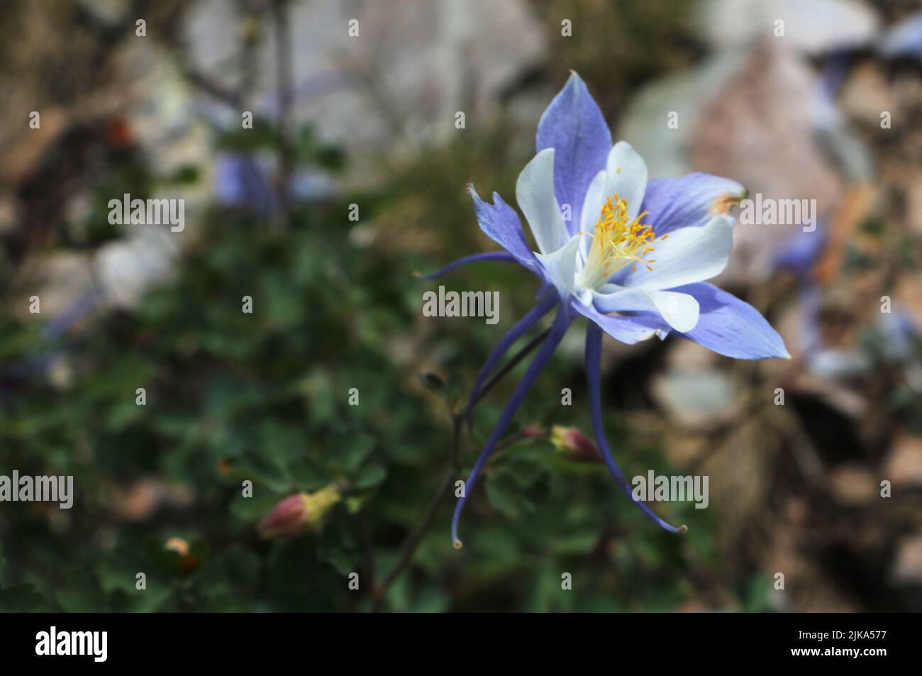 Macro shot of a purple Columbine wildflower in the Rocky Mountains ...