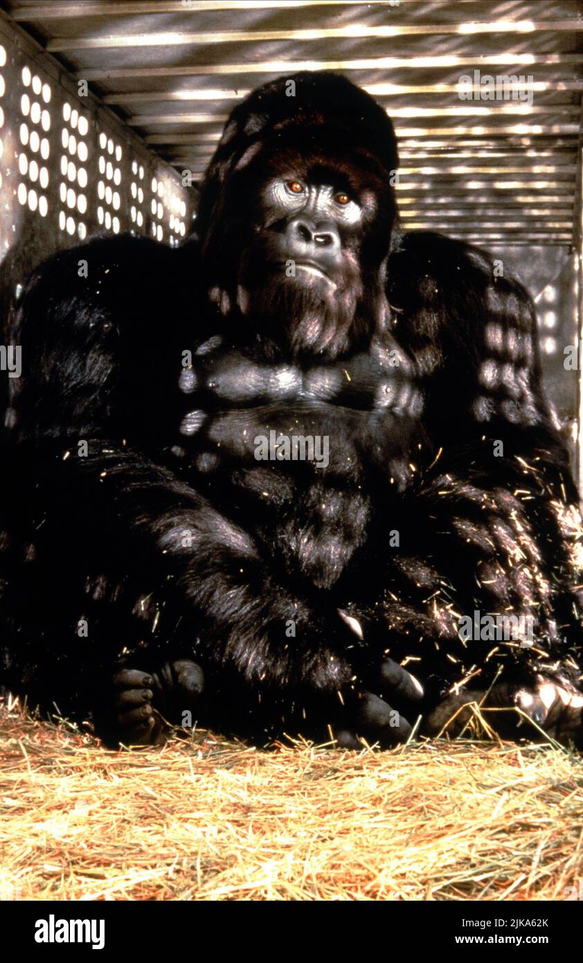 Gorilla Film Mighty Joe Young (USA 1998) Director: Ron Underwood 25 ...