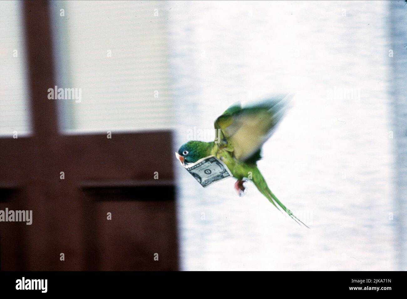 Paulie Film: Paulie (1998) Director: John Roberts 17 April 1998 ...