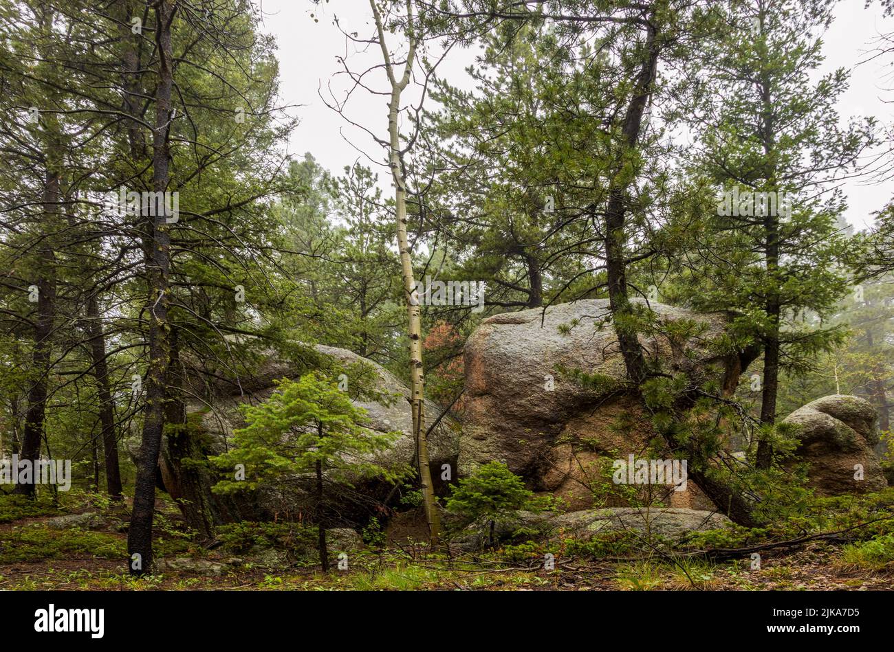Scenic forest landscape along the South Rampart Range Road in Colorado ...