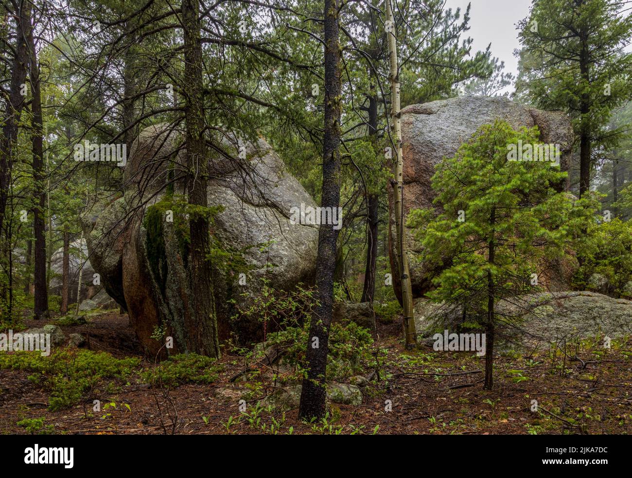Scenic forest landscape along the South Rampart Range Road in Colorado ...
