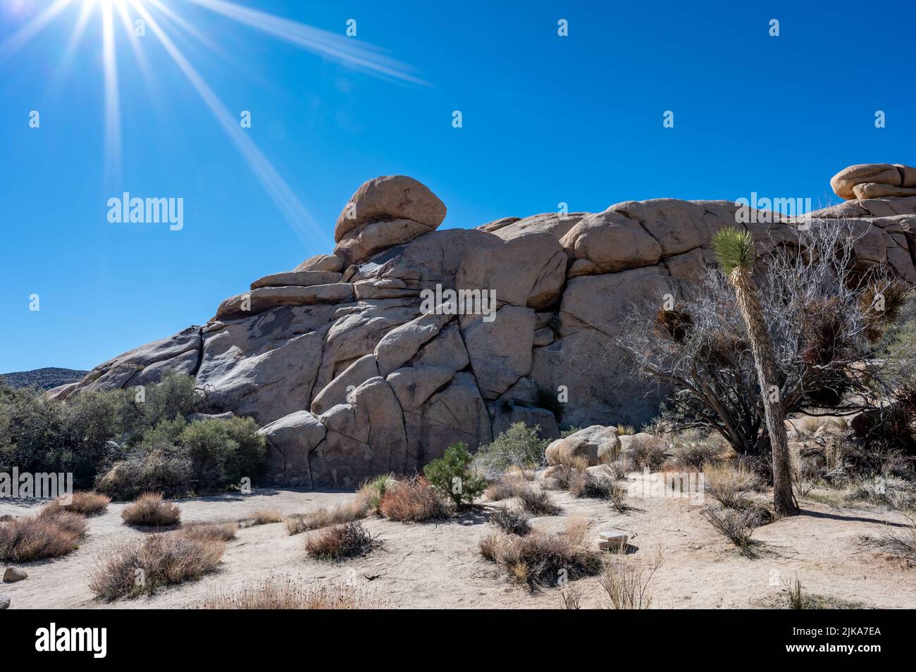 Landscape of Joshua Tree National Park with clear skies and rocky ...