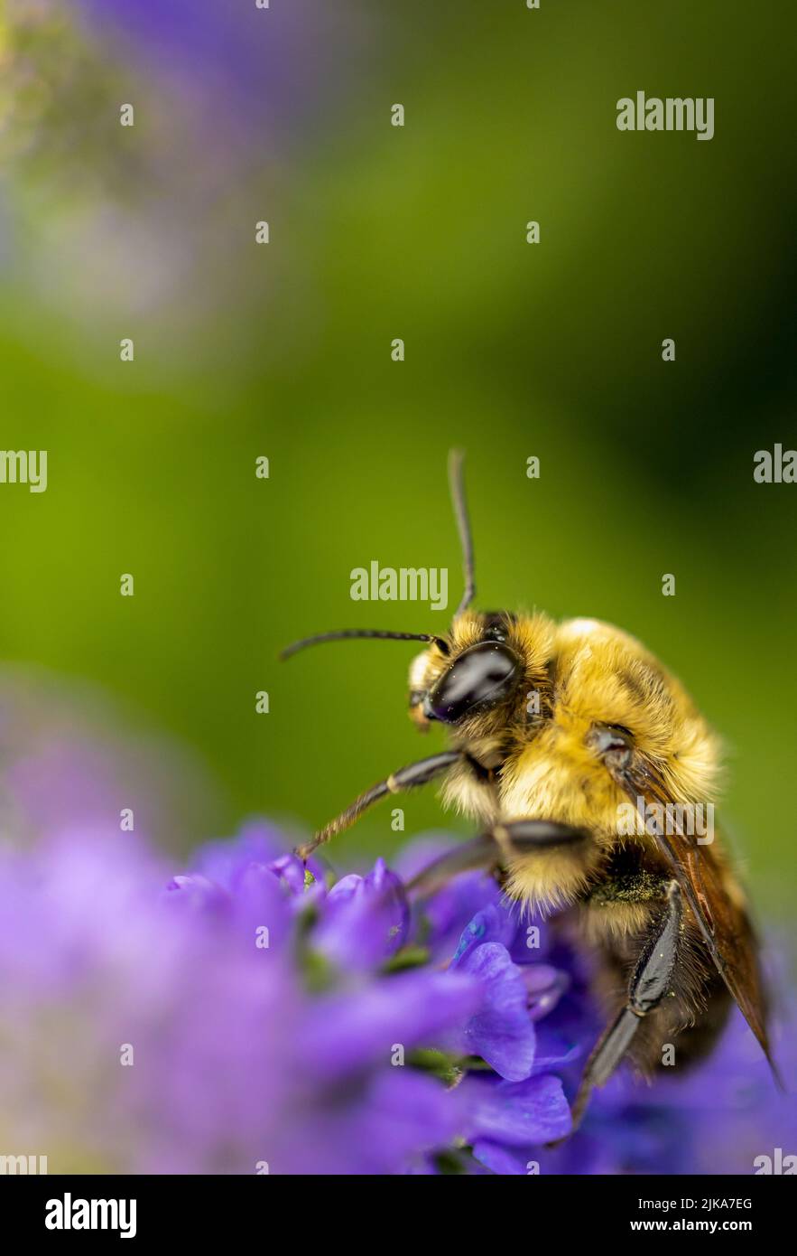Purple lupine flower hi-res stock photography and images - Alamy