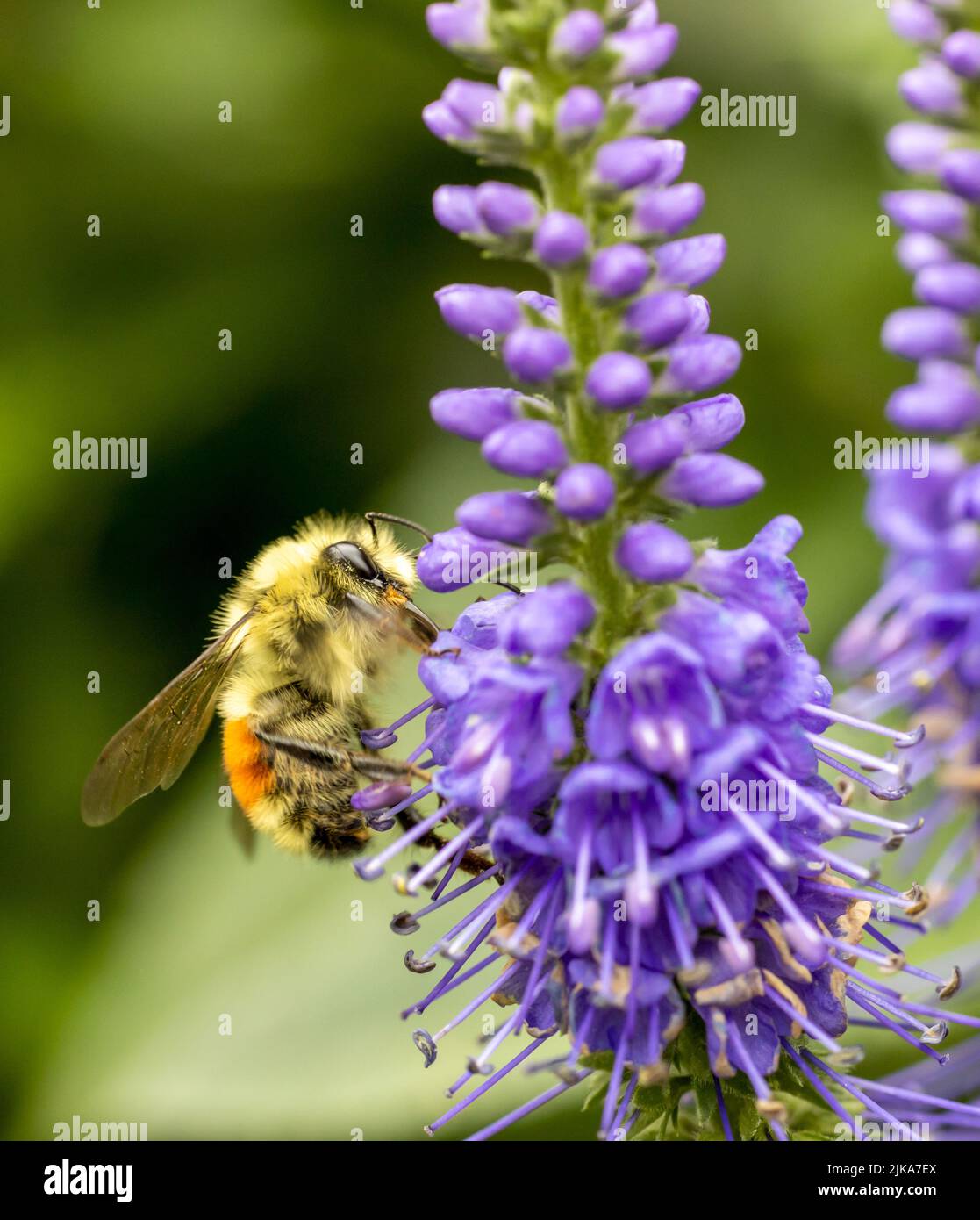 Honey bee collects pollen from purple lupine flower Stock Photo - Alamy