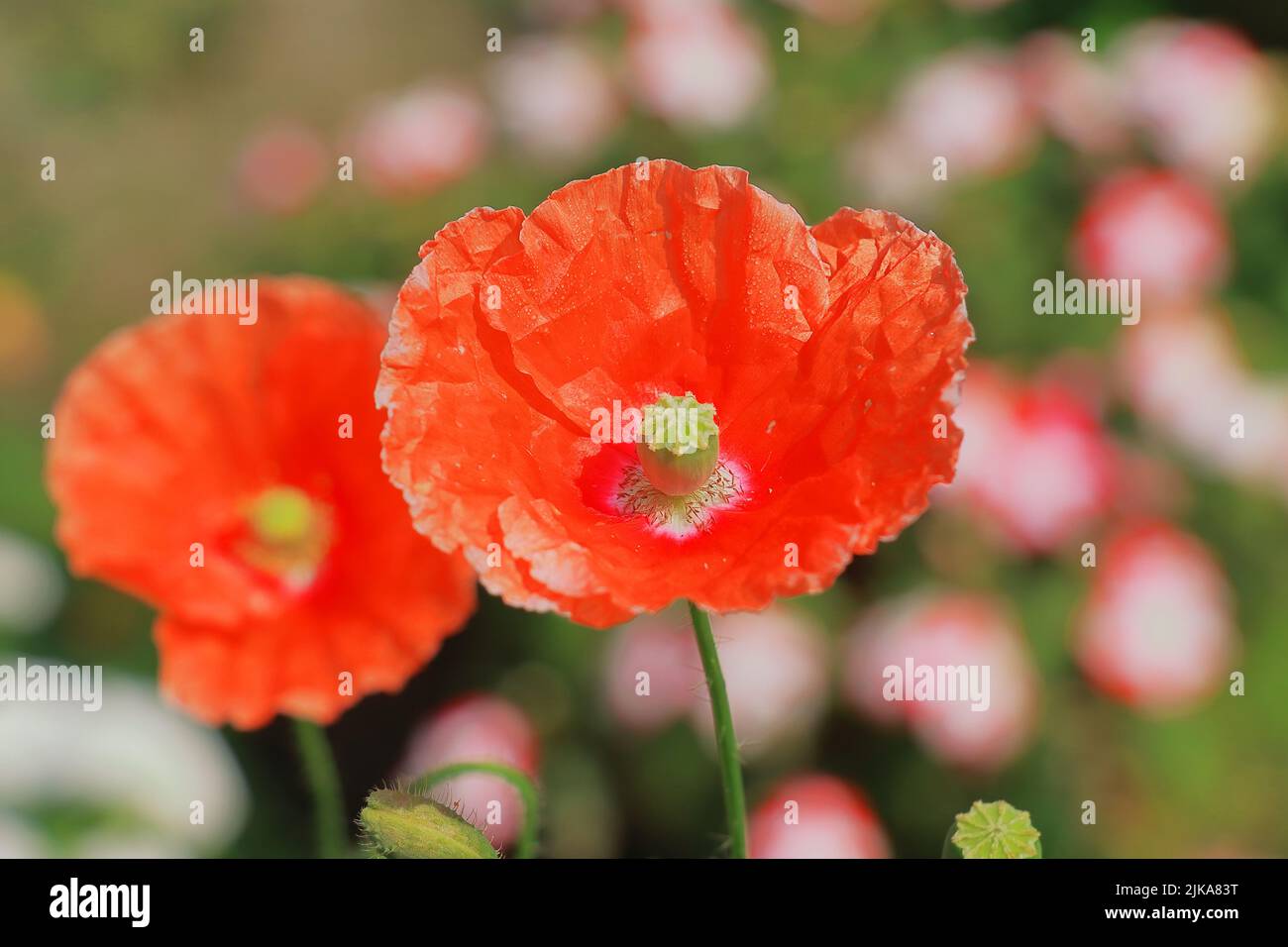 beautiful poppy flowers blooming in the summer garden in india Stock ...