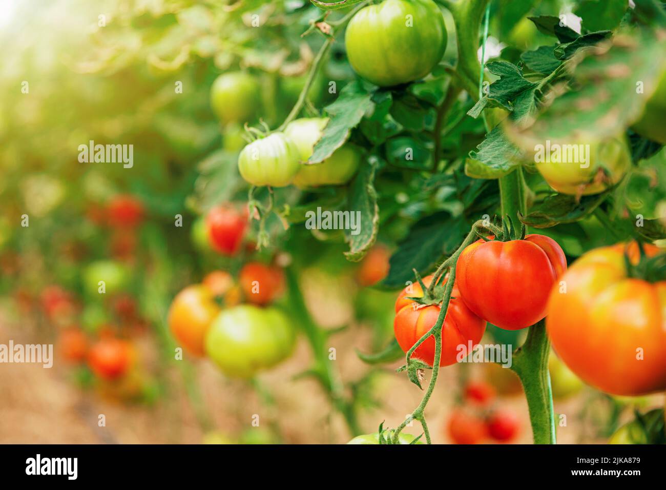 Closeup view on plantation of beautiful, delicious green and red ripe ...