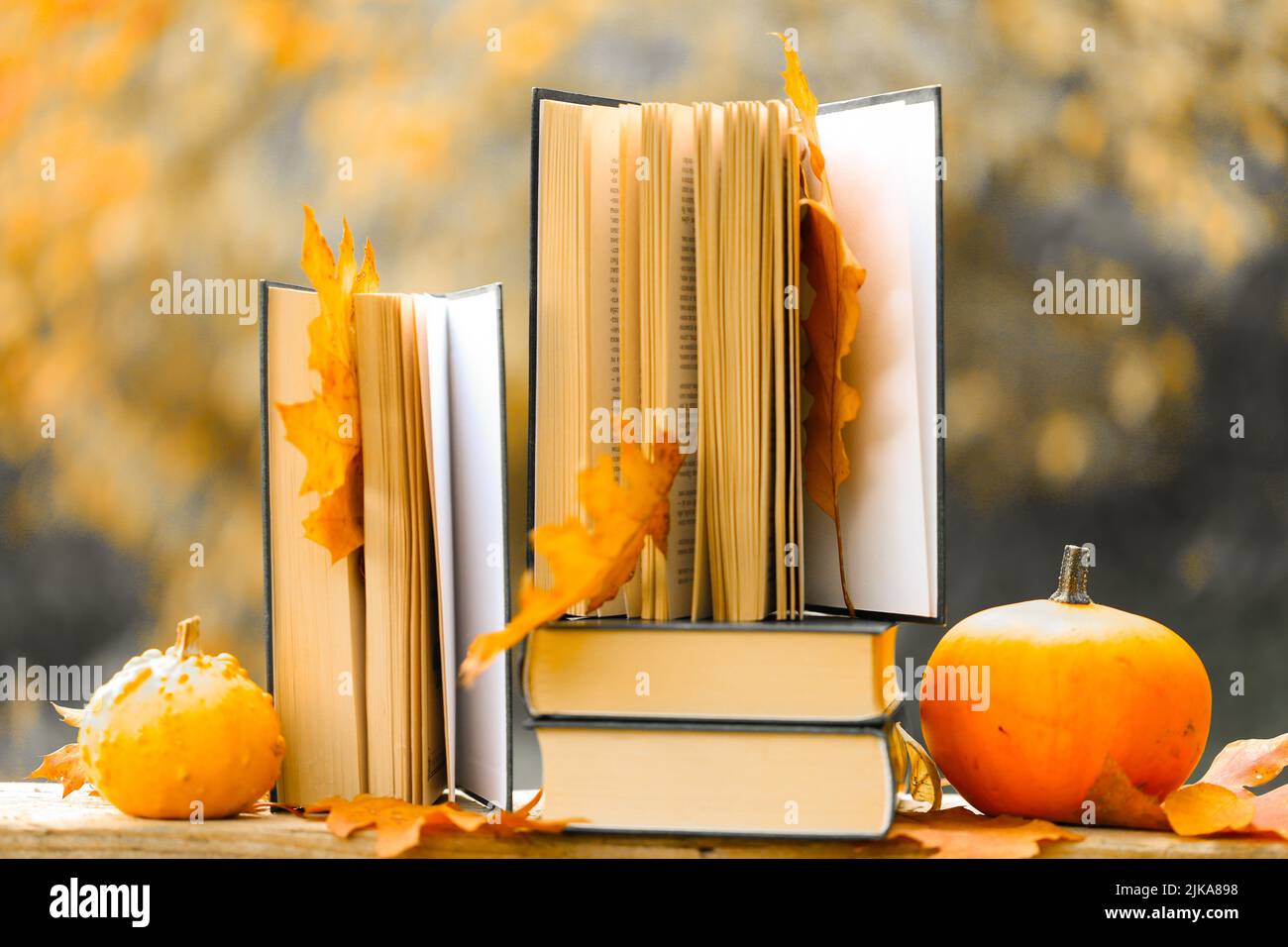 Books and pumpkins set in autumn garden with the rays of the sun.Start ...