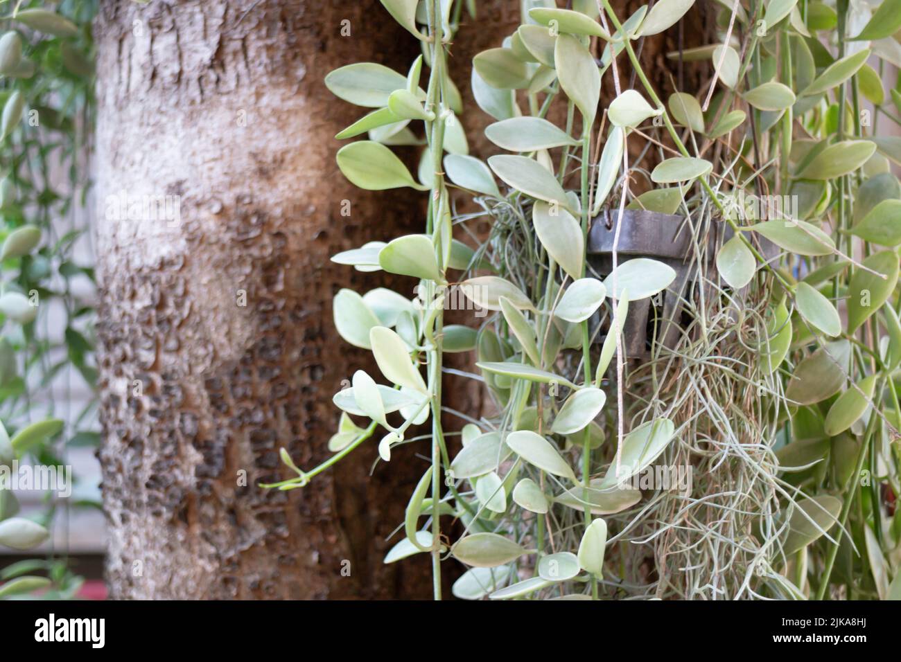 Northern style lanna thai house hi-res stock photography and images - Alamy