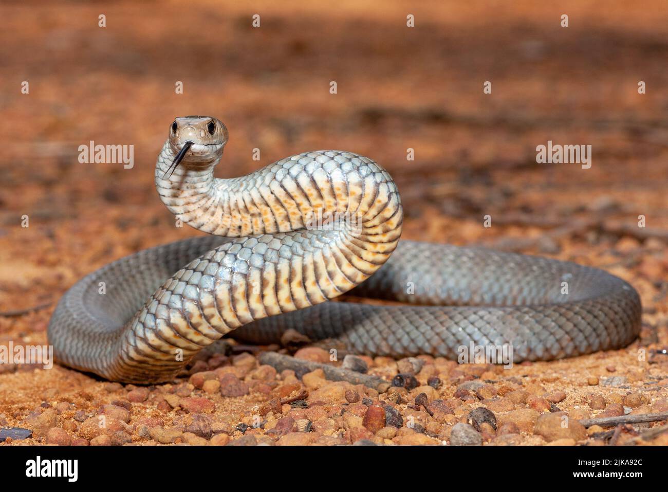 Highly venomous Australian Eastern Brown Snake Stock Photo - Alamy