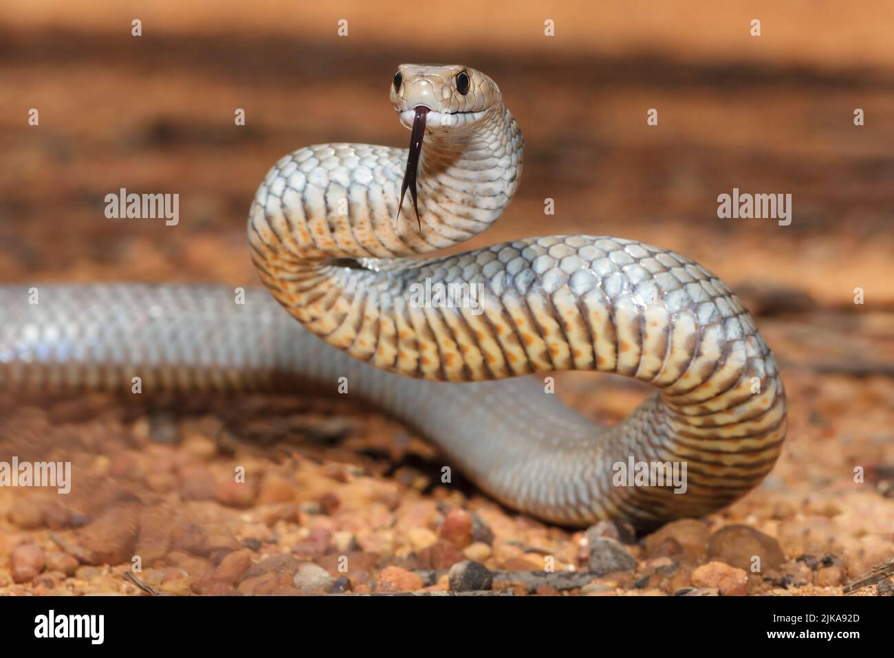 Highly venomous Australian Eastern Brown Snake Stock Photo - Alamy