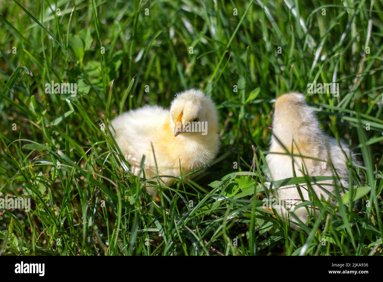 Fluffy chickens hi-res stock photography and images - Alamy