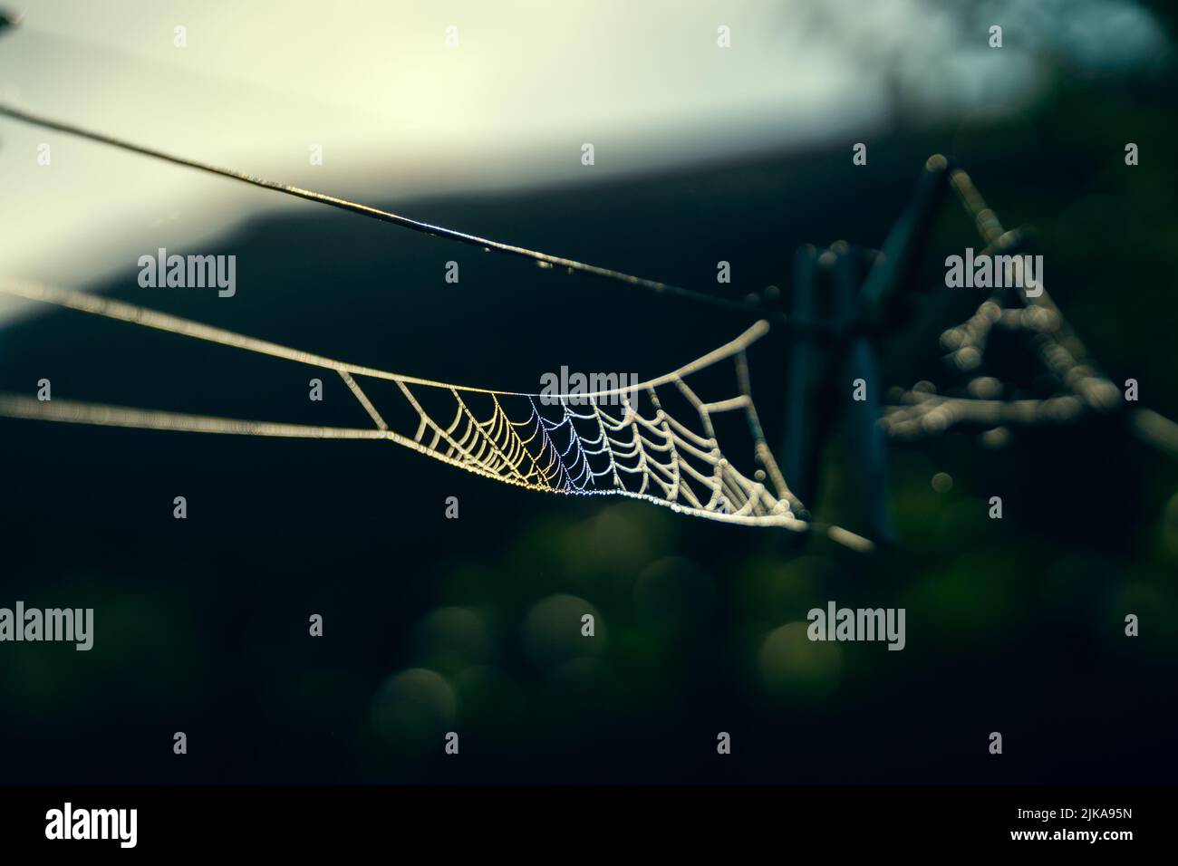 Thin spider nets hi-res stock photography and images - Alamy