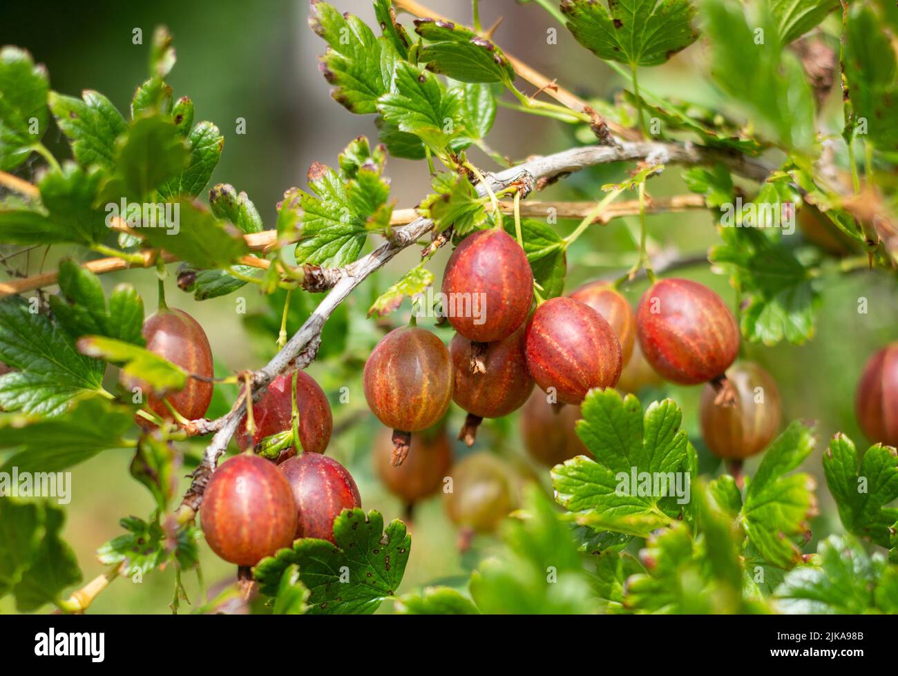 Ripe red gooseberry on a bush branch in the garden. A red gooseberry ...