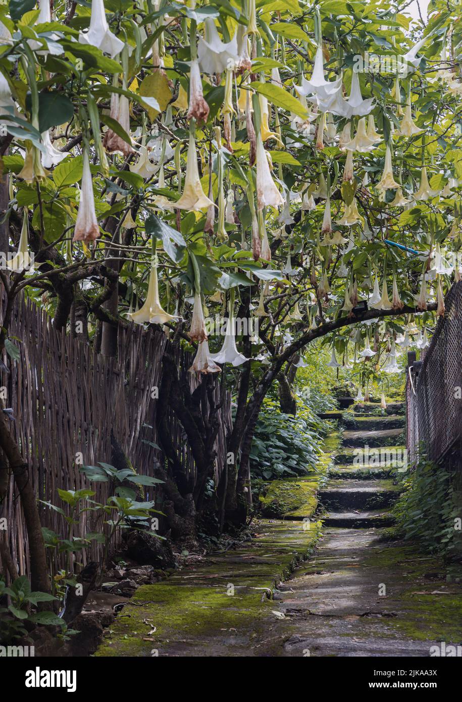 Angel's Trumpets or Brugmansia tree. White trumpet shaped flowers of ...