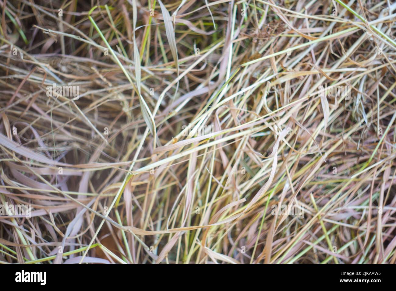 Hay texture close-up Stock Photo - Alamy