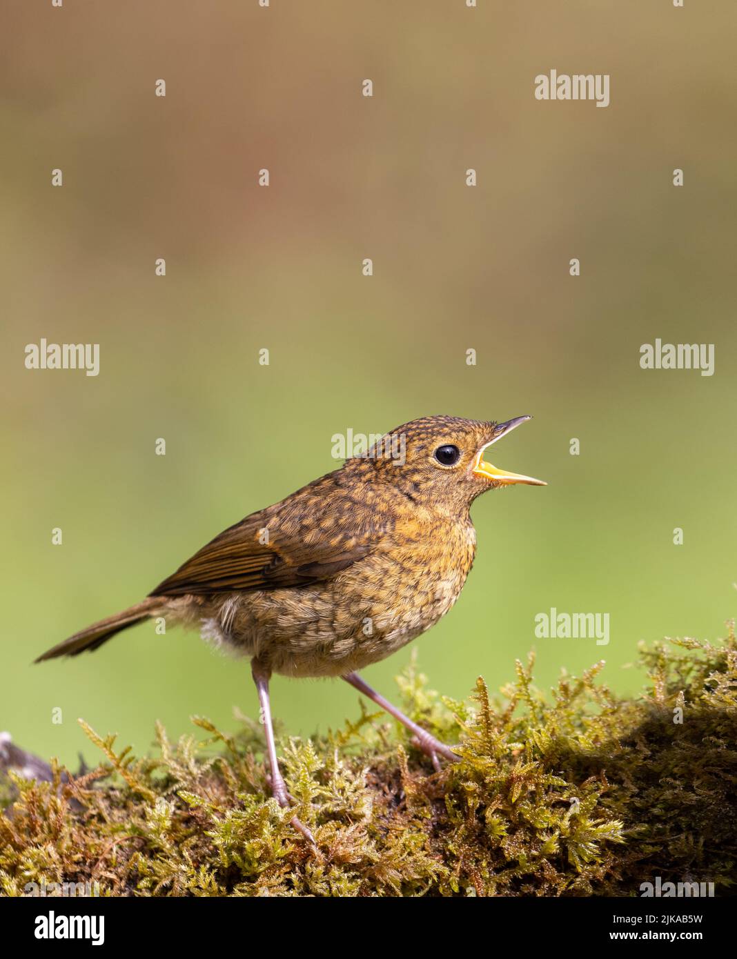 Juvenile robin hi-res stock photography and images - Alamy