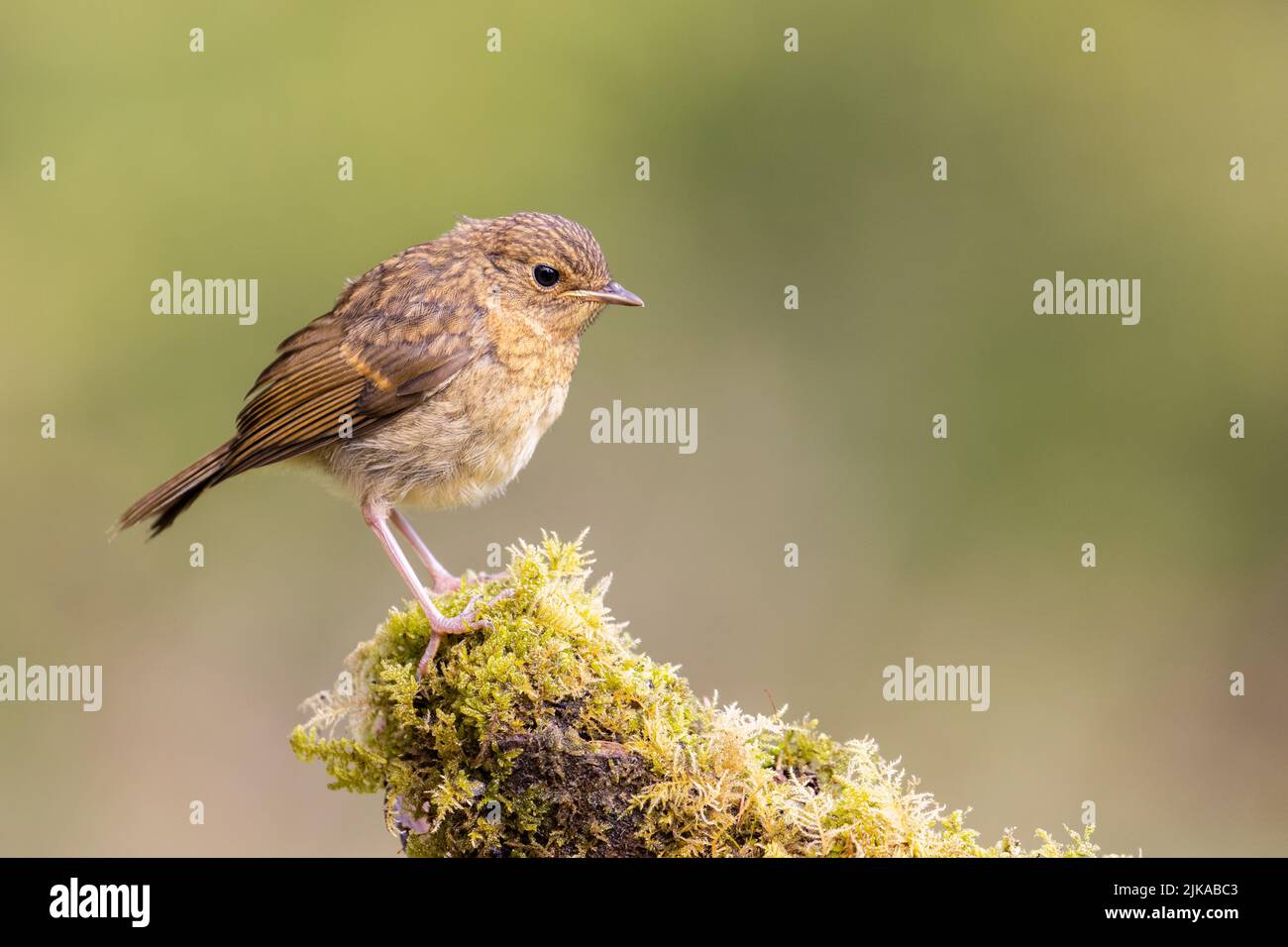 Juvenile robin hi-res stock photography and images - Alamy