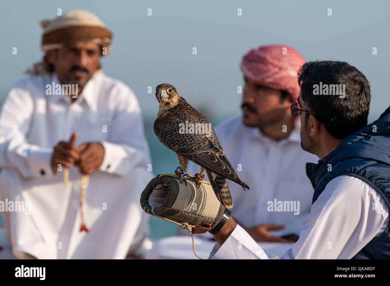 Arab in traditional Arabic costume holding a blindfolded falcon Stock ...
