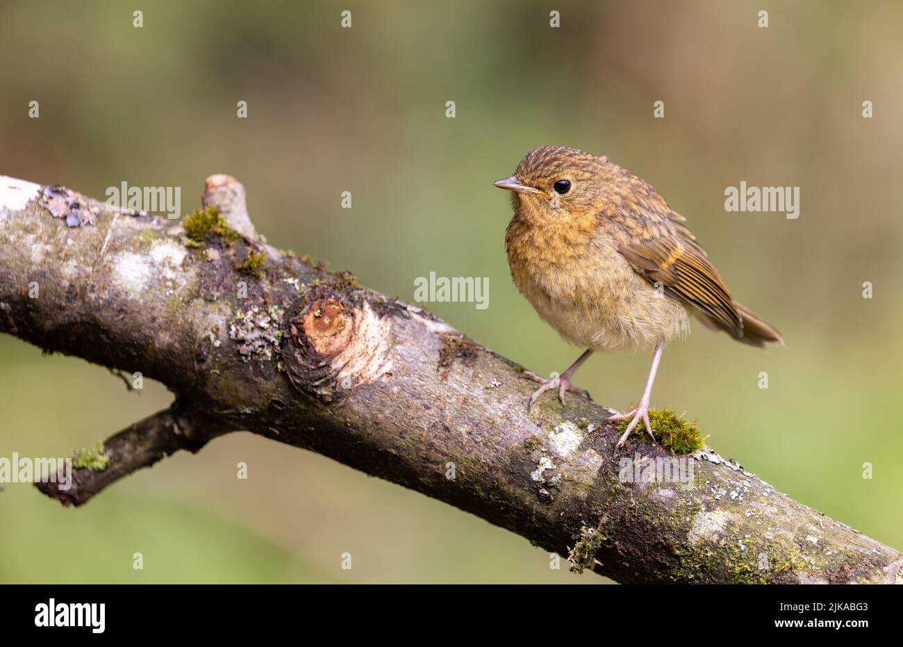 Juvenile robin hi-res stock photography and images - Alamy